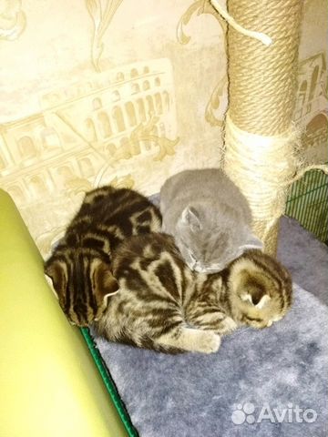 Шотландские медвежата