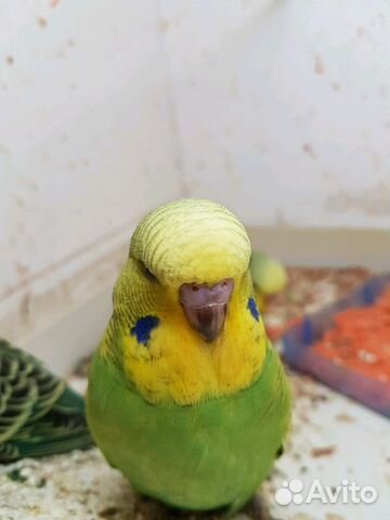 Молодой самец Чех