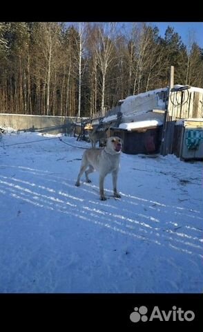 Собака в квартиру или теплую будку