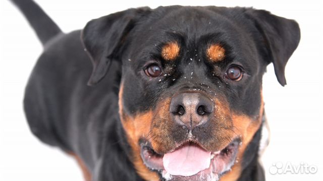 Отдам ротвейлера. Молодая сука
