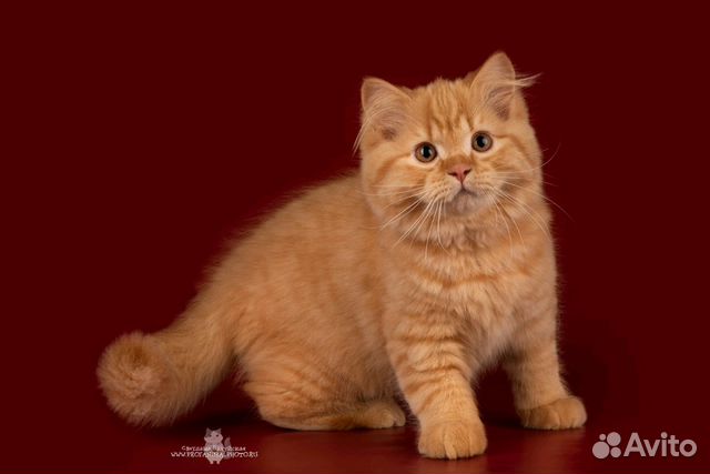 Британский котенок