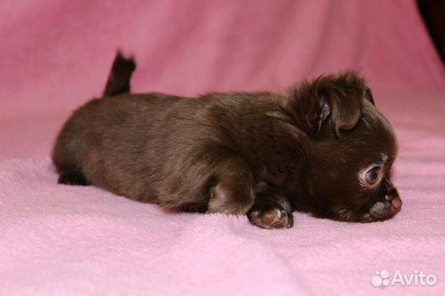 Вилли Вонка