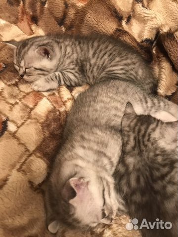 Шотландские вислоухие котята