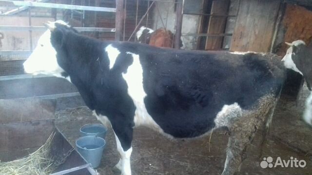 Продаётся корова и телка