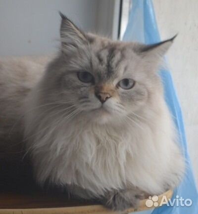 В добрые руки