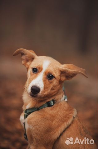 Щенок Дакота в добрые руки