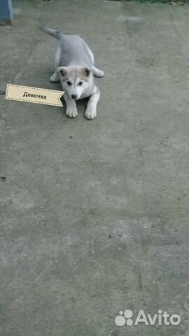 Хаски девочка