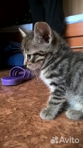 Маленький тигрёнок