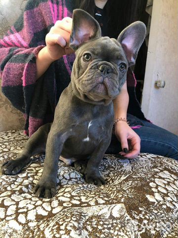 Для ценителей красивых собак