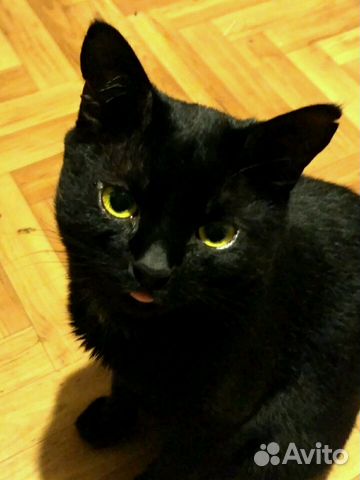 Пропал чёрный Кот "Катя"