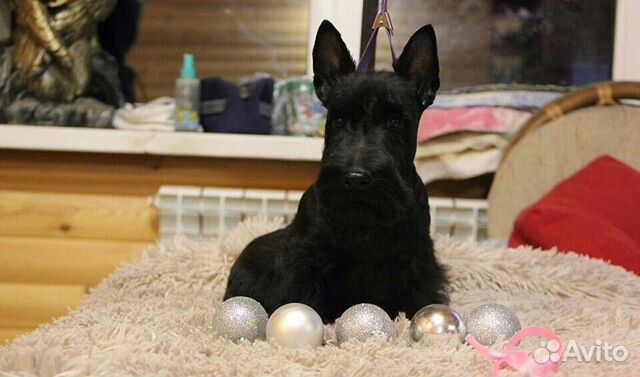 Щенки скотч терьера в квартире Москвы