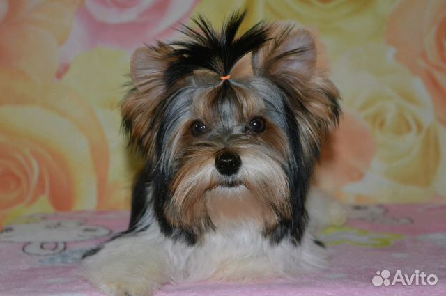 Девочка-Карамелька. Бивер