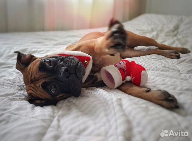 Отдам боксера