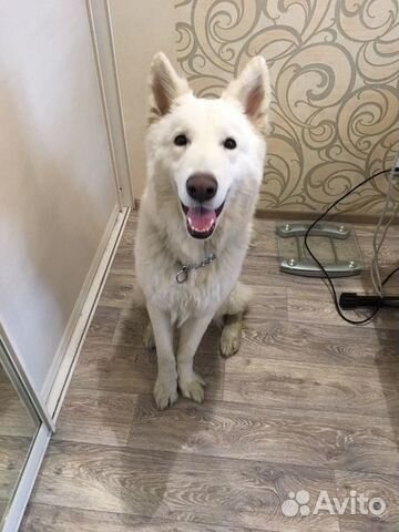 Ищем добрые руки для белой швейцарской овчарки