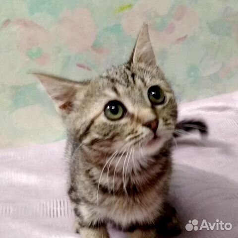 Котёнок Кузя