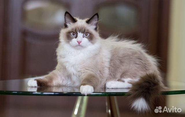 Кристофер «Из Лукоморья»