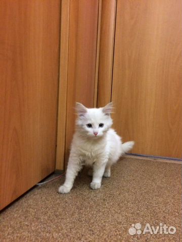 Сибирская дворовая