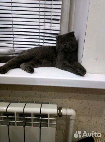 Британский котик