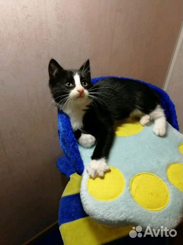 Котенок девочка 2,5мес черно-белая Маркиза