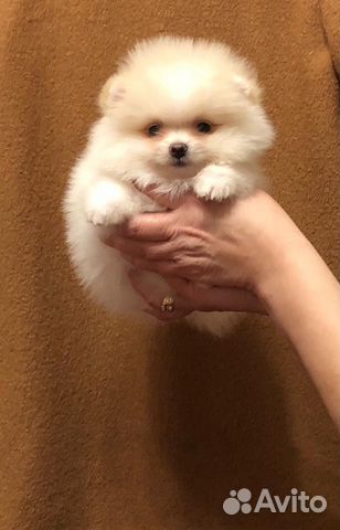 Шпиц померанский. Кукольные мишки Бу