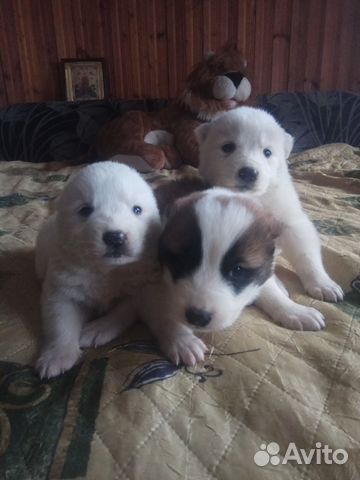 Шикарные щенки среднеазиатской овчарки(алабай)