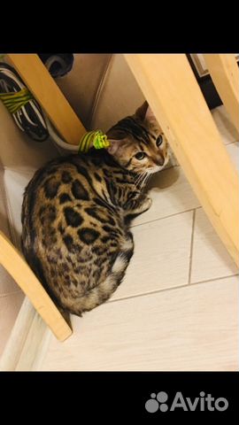 Бенгальская