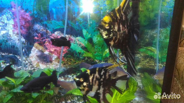 Отдам рыбок и растения