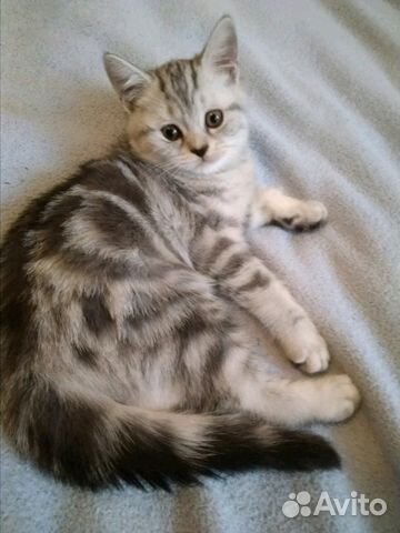 Шотландский мраморный котик