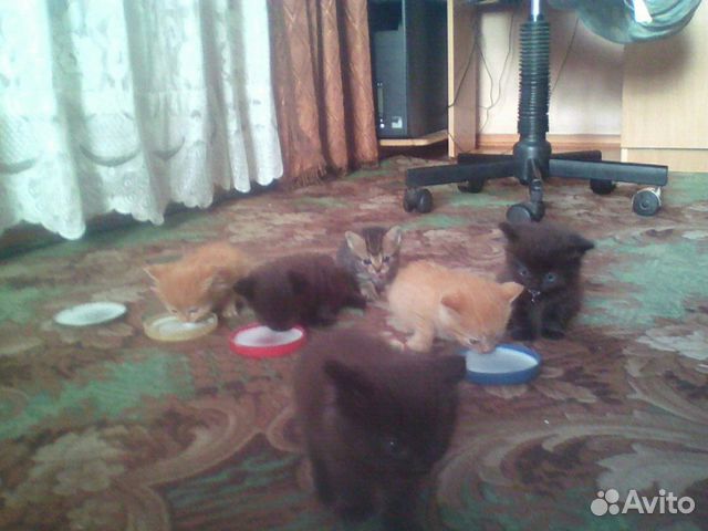 Полу британчики