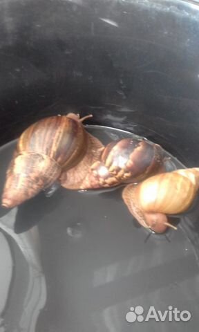 Улитки ахатинские