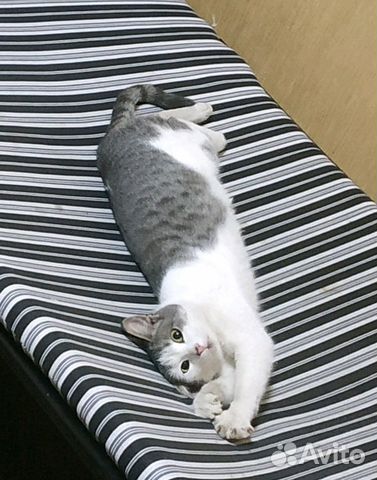 Красивая кошечка