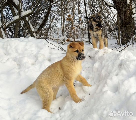 Щенок