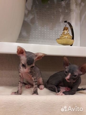 Серенькая велюровая кошечка