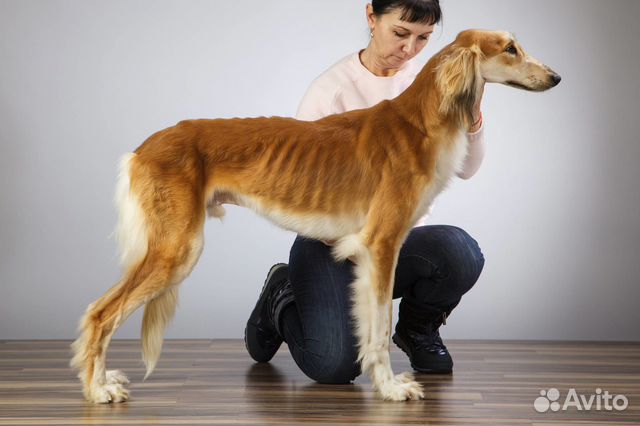 Щенки Салюки (Персидская борзая)