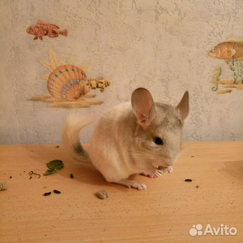 Шиншилленок мальчик Белый Вильсон