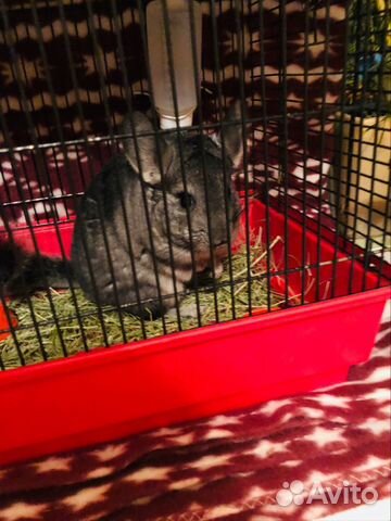 Продаю шиншиллу с клеткой,кормом и сеном