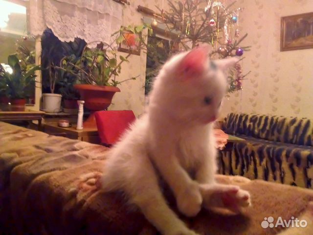 Отдам прелестного котенка в дар