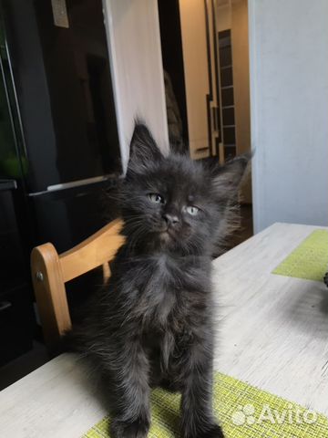 Котик мейн-кун чёрный