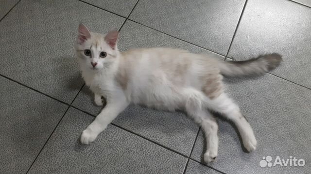 Котенок