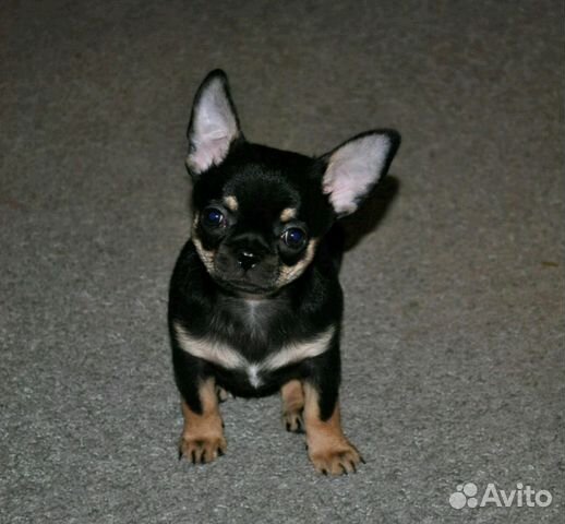 Щенок Чихуахуа