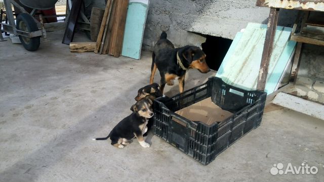 Щенки от хорошей собаки