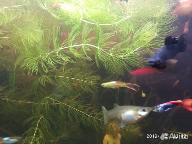 Гуппи, сом анцитрус, роголистник