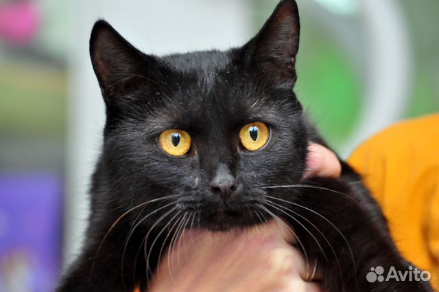 Кошечка Чара в добрые ручки