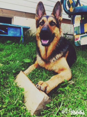 Овчарка Грей в добрые руки