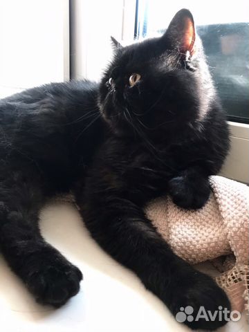 Экзот вязка (случка)