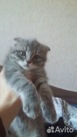 Котята шотландцы полукровки