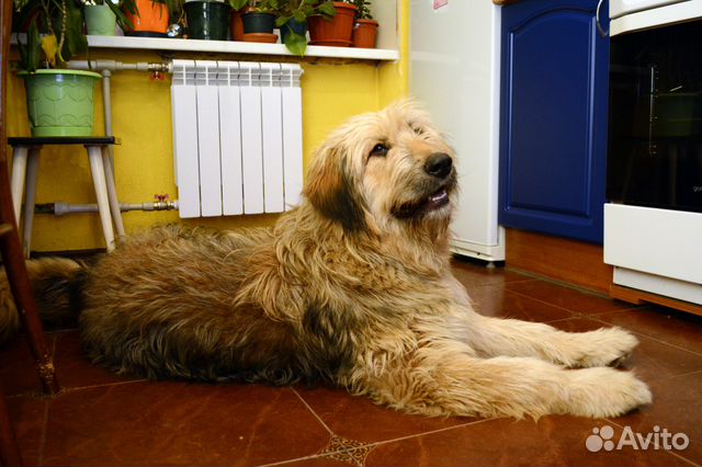 Молодая добрая собака Маша