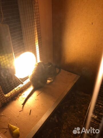 Витрины с дегу