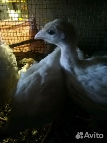 Индюшата хайбрид