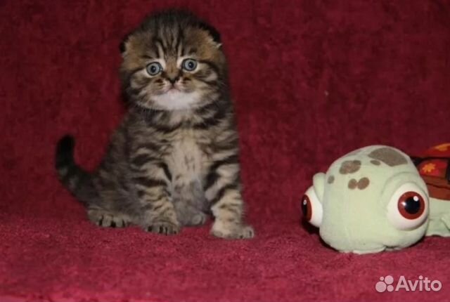 Шотландская